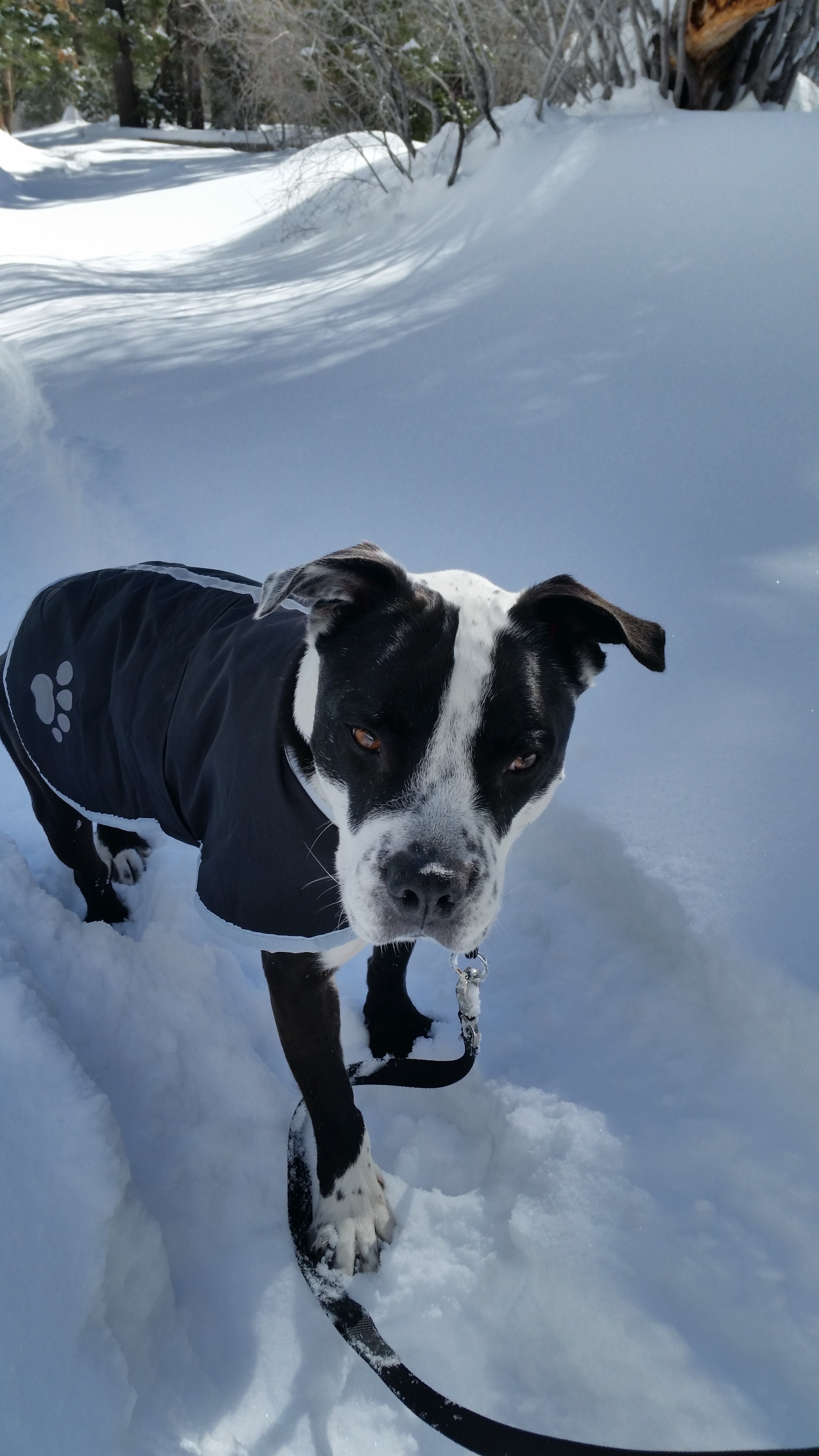 Max | Guns Nevada Classifieds - Buy Sell Trade Firearms, Knives and More